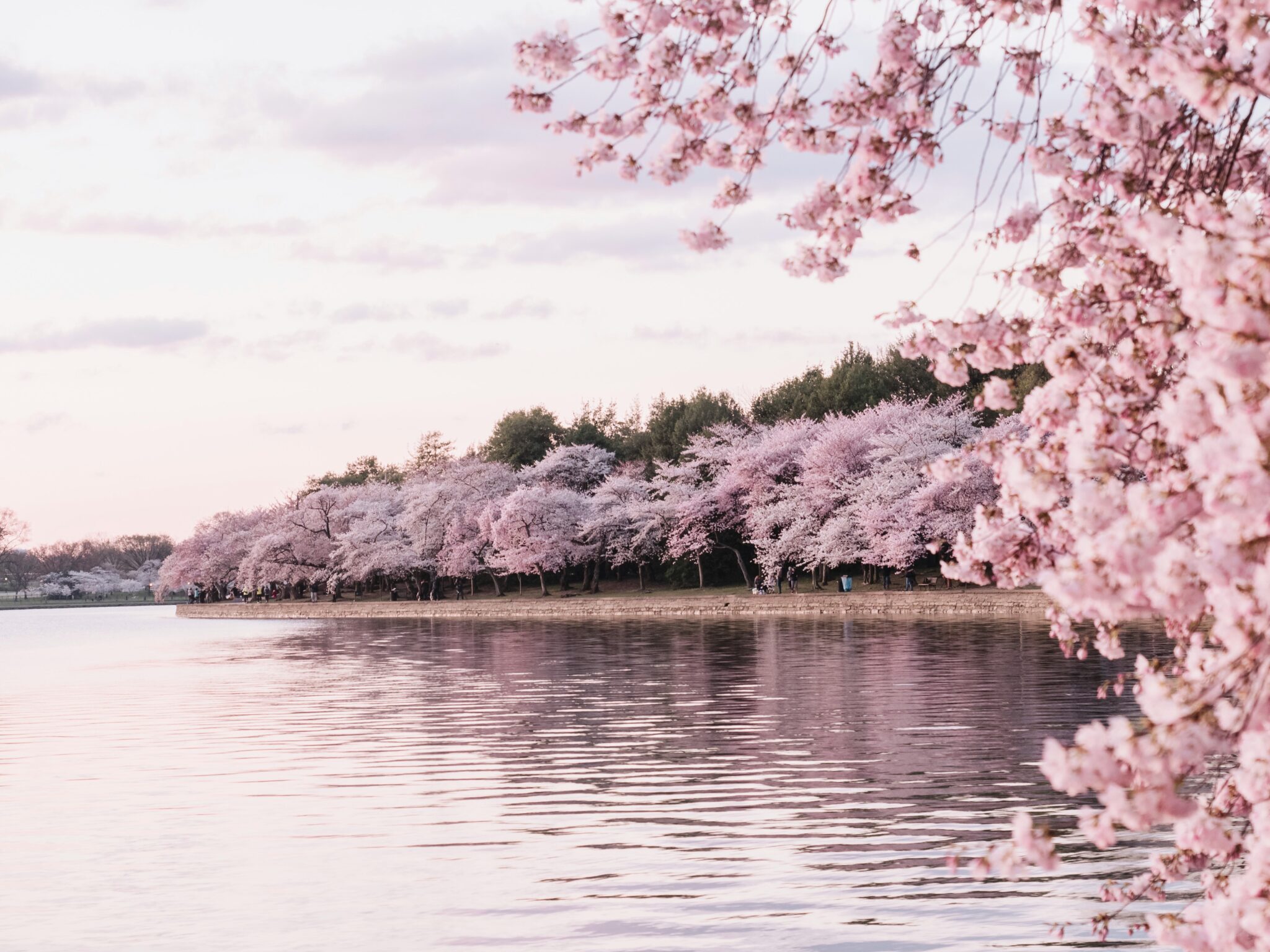 Sakura and the Japanese Soul: More Than Just a Pretty Flower | My Sekai ...